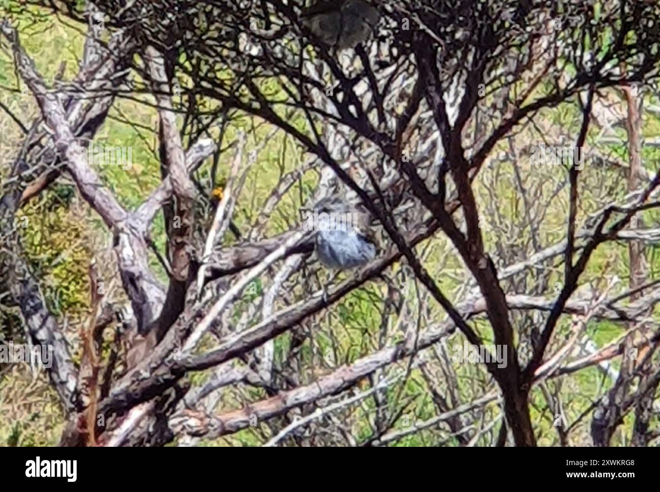 Igata gerygone hi-res stock photography and images - Alamy