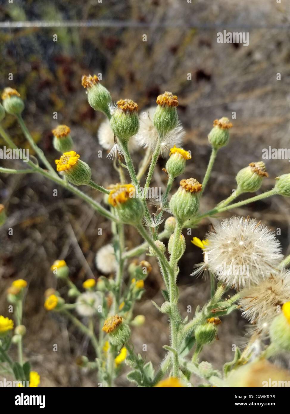 Telegraphweed (Heterotheca grandiflora) Plantae Stock Photo - Alamy