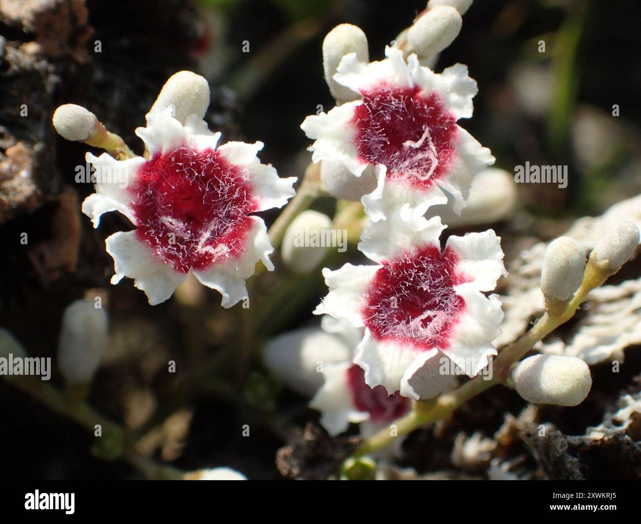 skunk vine (Paederia foetida) Plantae Stock Photo - Alamy