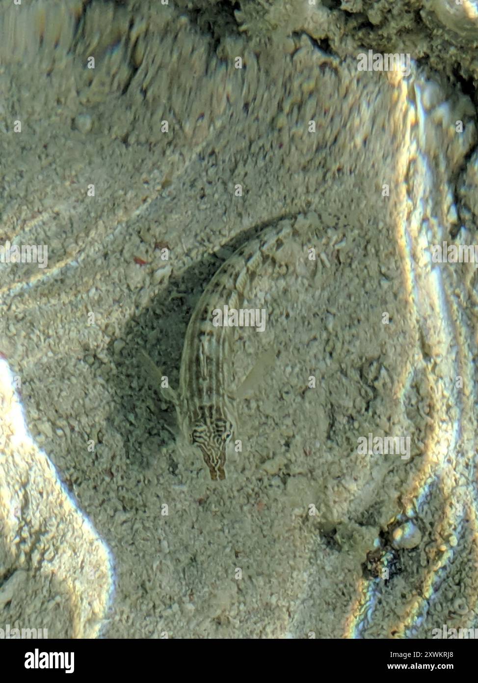 Southern Grubfish (Parapercis australis) Actinopterygii Stock Photo - Alamy