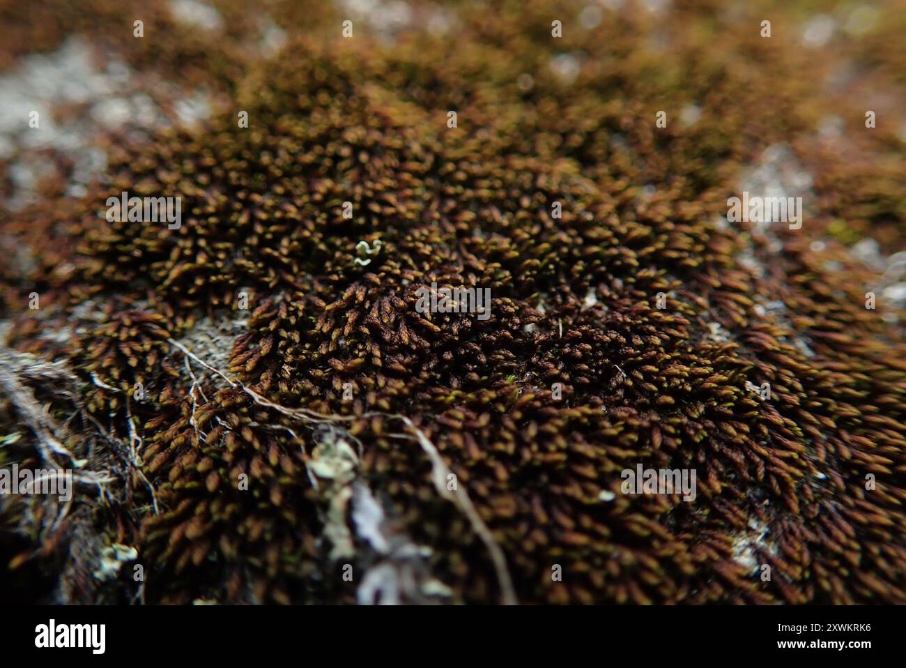 Black Rock Moss (Andreaea rupestris) Plantae Stock Photo - Alamy