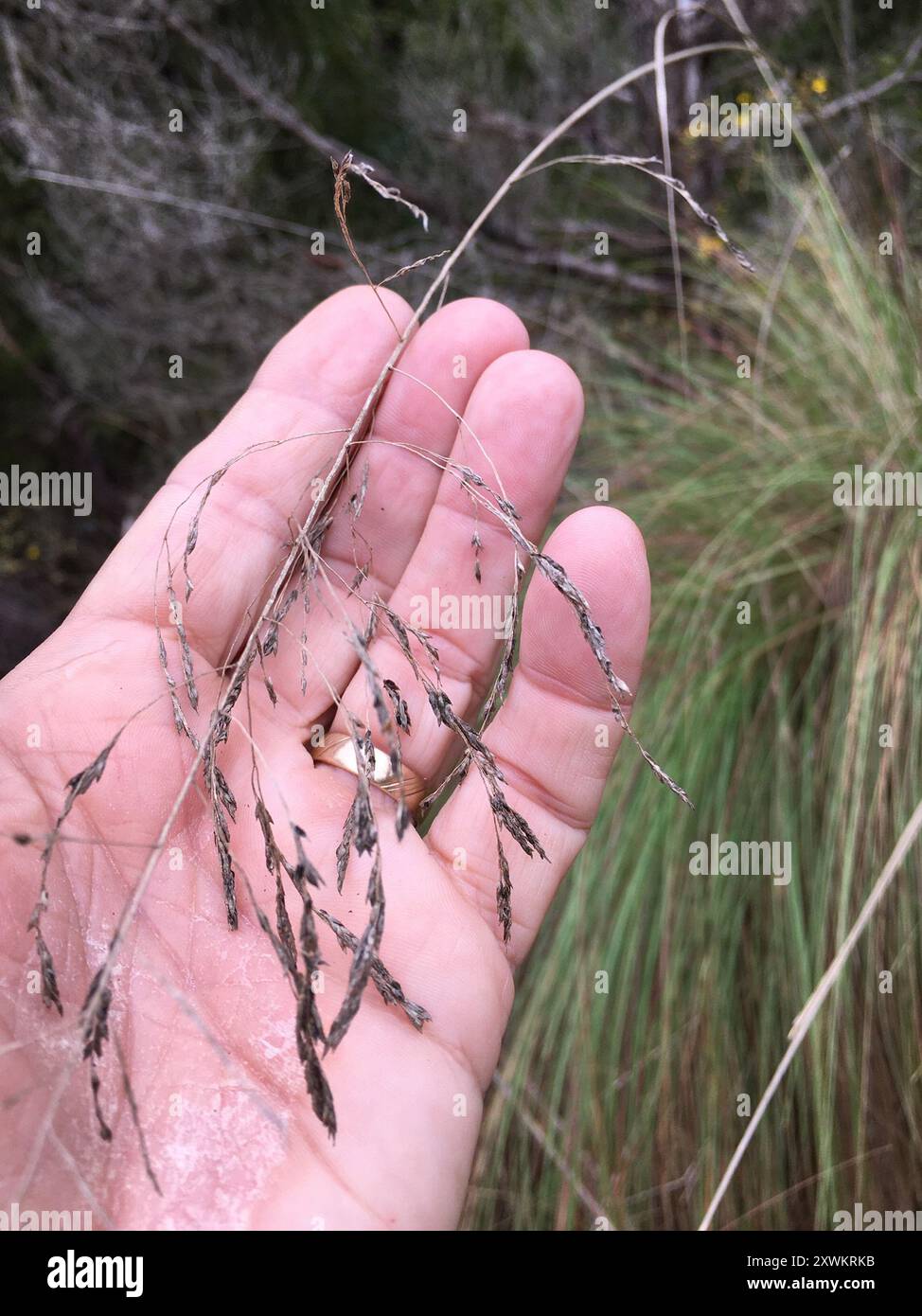African love grass (Eragrostis curvula) Plantae Stock Photo - Alamy