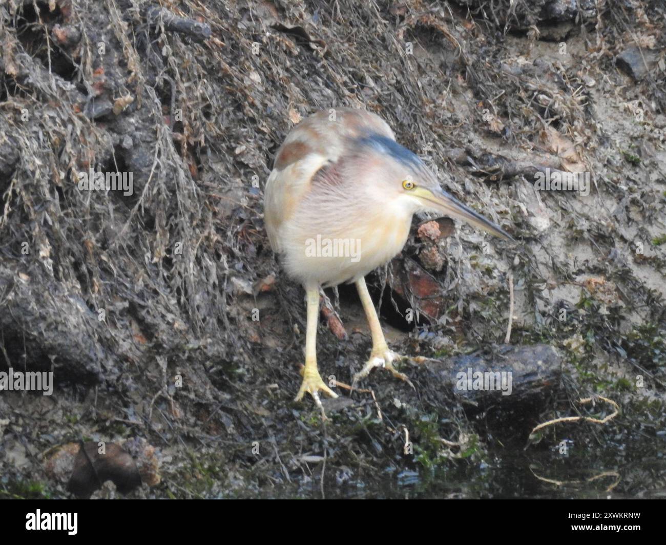 Yellow Bittern (Ixobrychus sinensis) Aves Stock Photo - Alamy