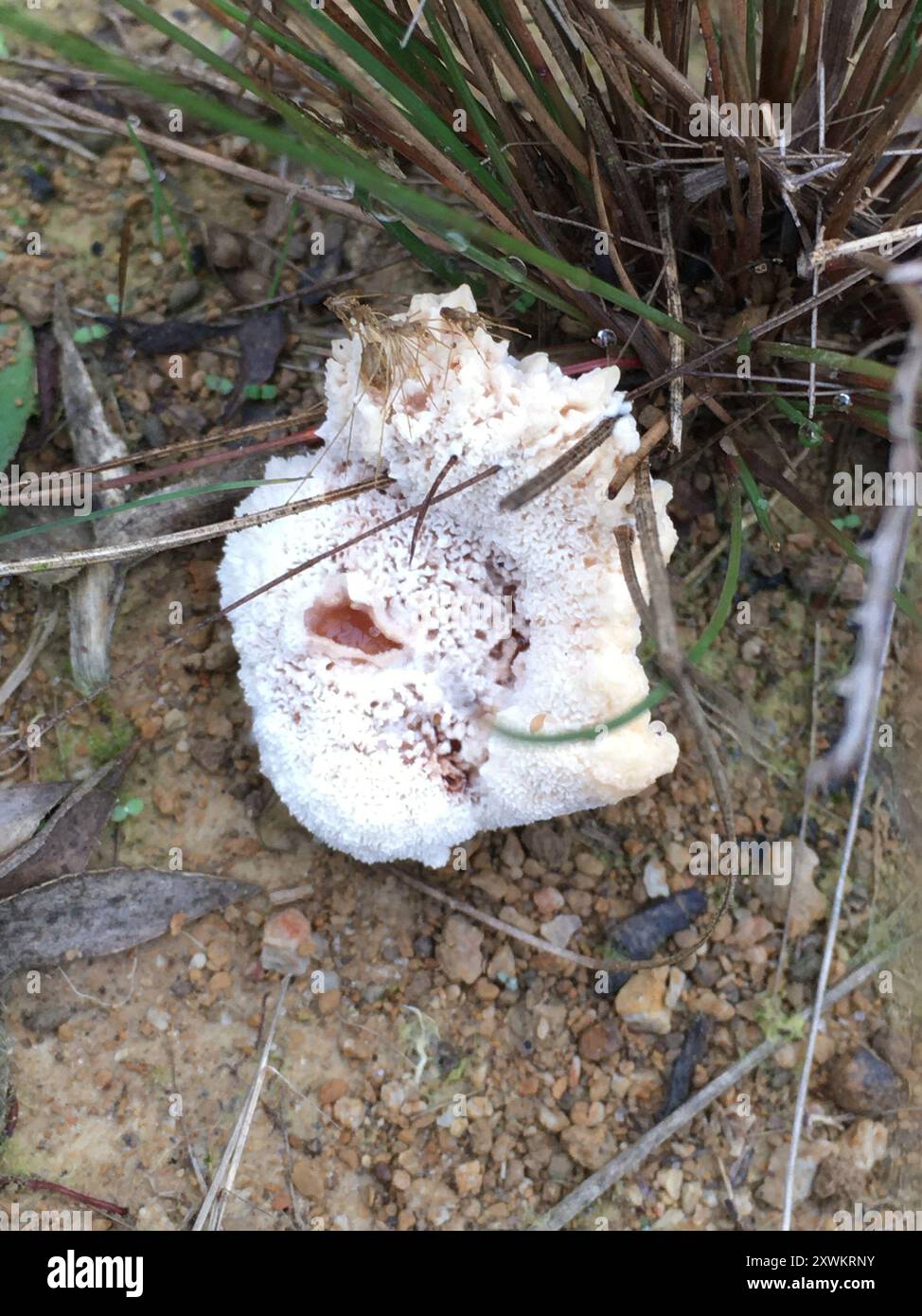 Blushing Rosette (Abortiporus biennis) Fungi Stock Photo - Alamy