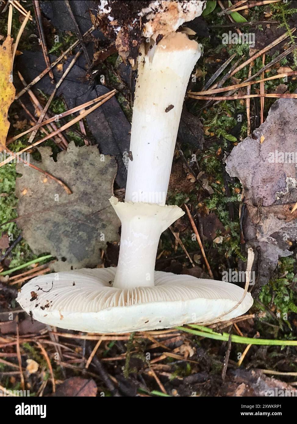 False Death-cap (Amanita citrina) Fungi Stock Photo - Alamy