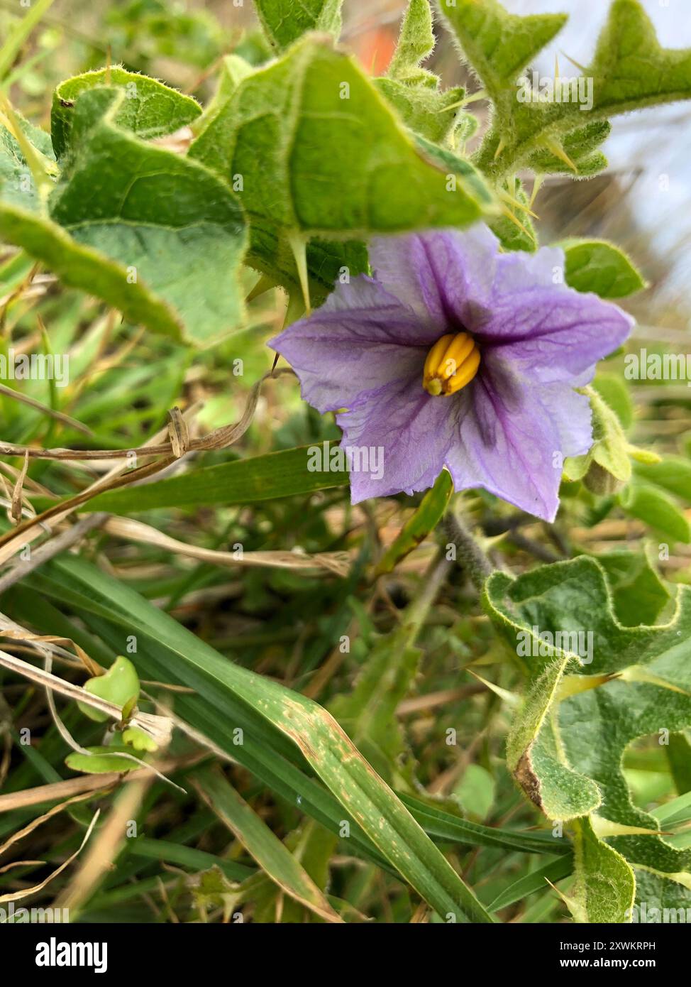 Yellow Bitter-apple (Solanum linnaeanum) Plantae Stock Photo - Alamy