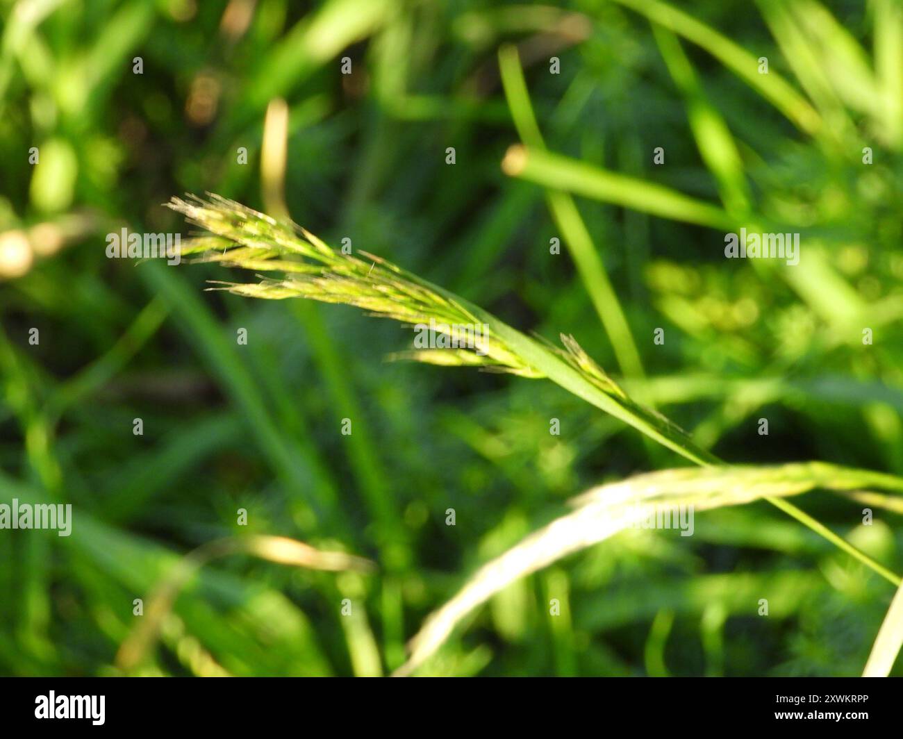 Yellow Oat-grass (Trisetum flavescens) Plantae Stock Photo - Alamy