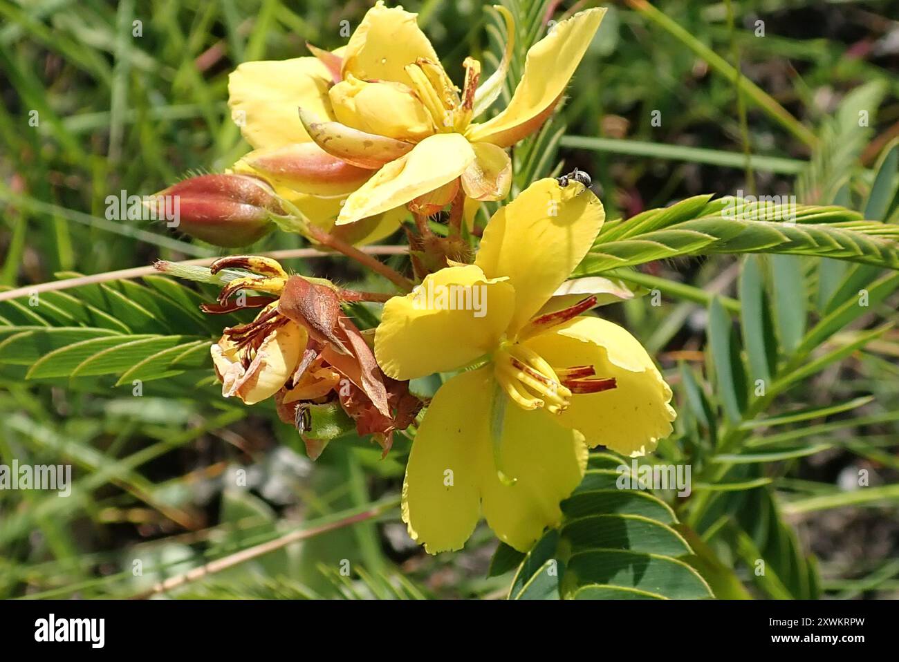 Trailing dwarf cassia (Chamaecrista comosa) Plantae Stock Photo - Alamy