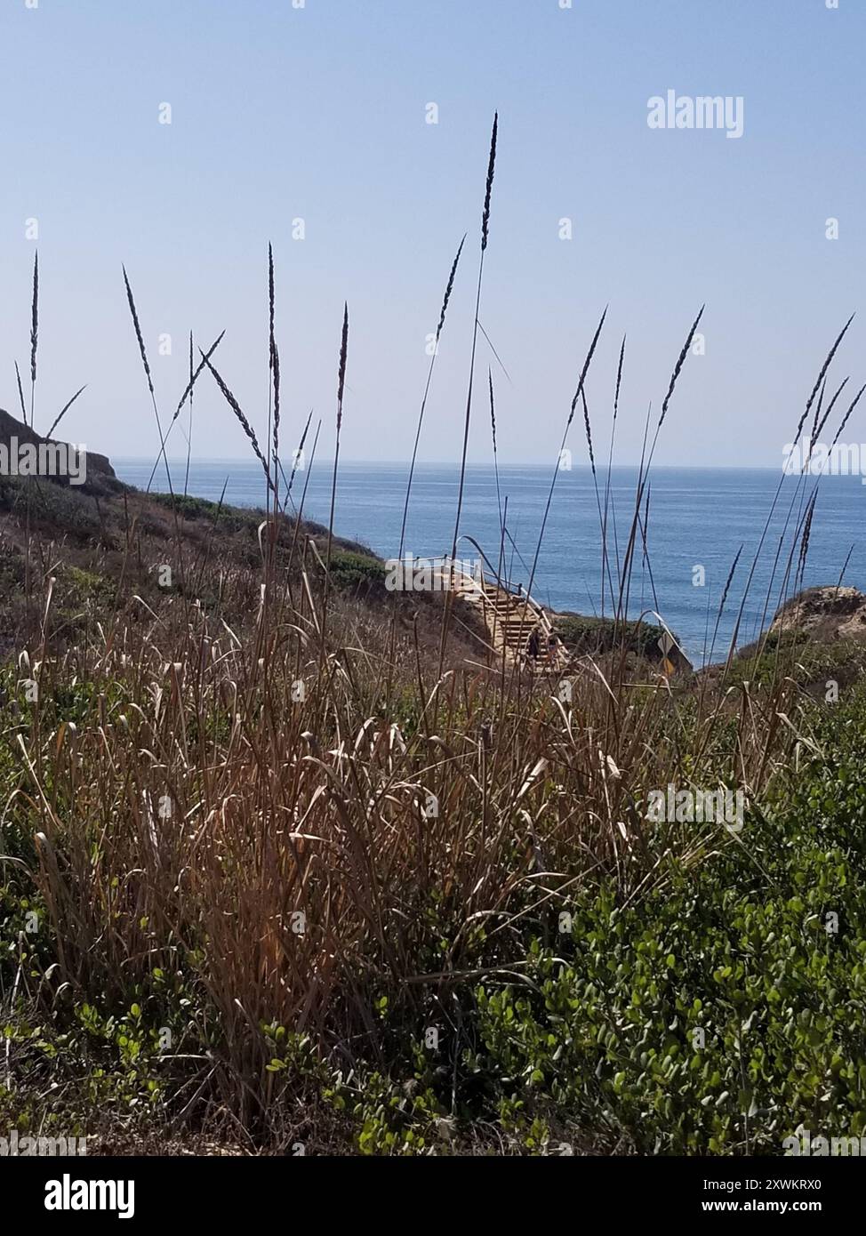 giant wild rye (Leymus condensatus) Plantae Stock Photo - Alamy