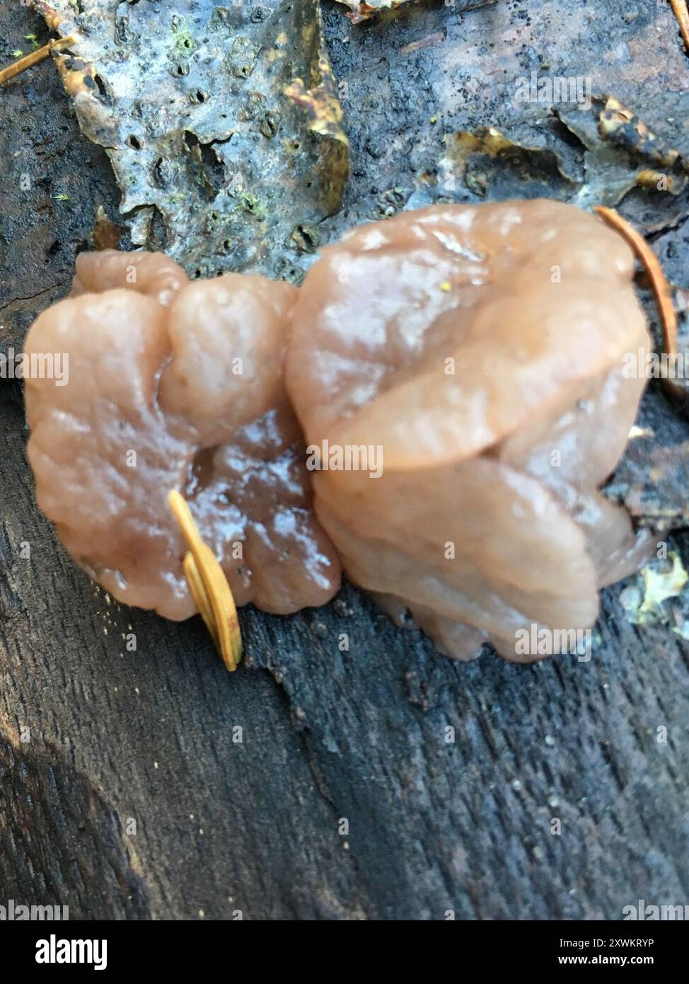 Leafy Brain (Phaeotremella foliacea) Fungi Stock Photo - Alamy