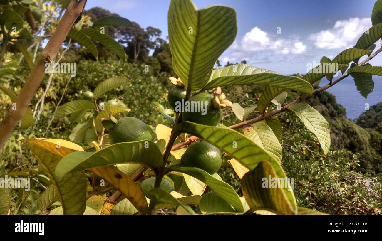Common guava (Psidium guajava) Plantae Stock Photo - Alamy