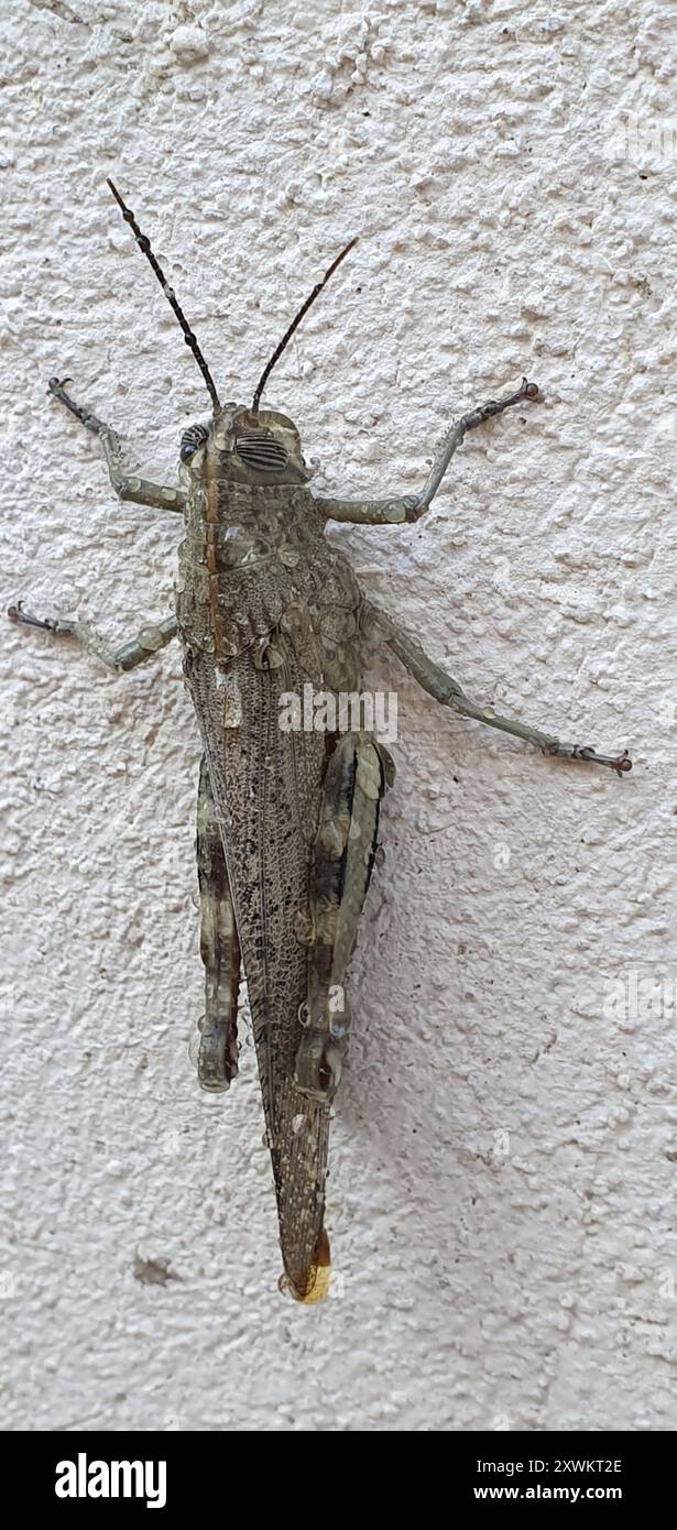 Egyptian Bird Grasshopper (Anacridium aegyptium) Insecta Stock Photo ...