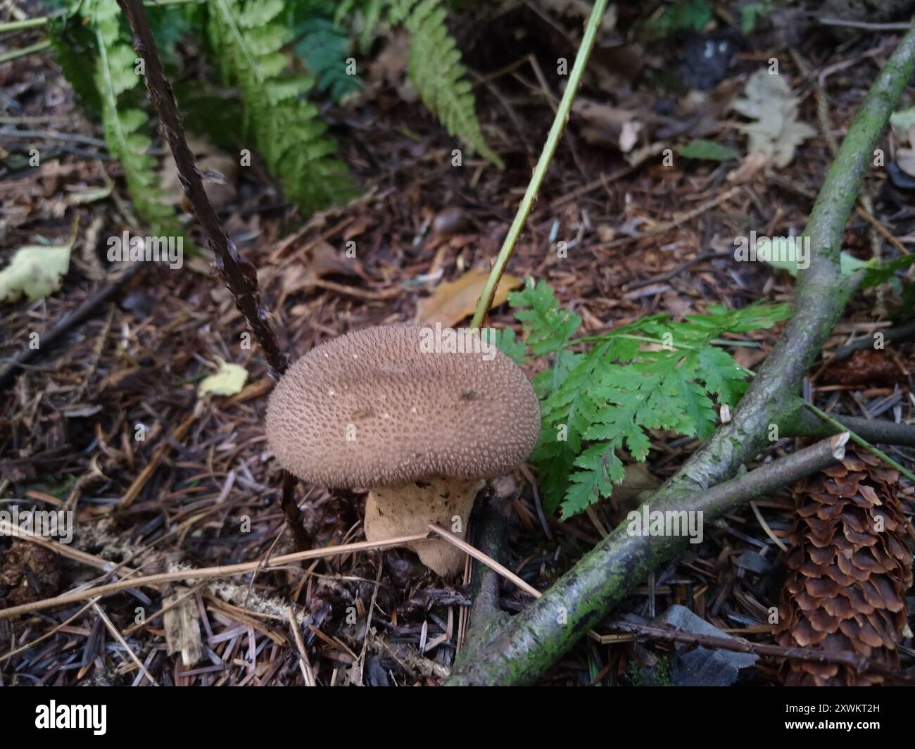 puffballs (Lycoperdaceae) Fungi Stock Photo - Alamy