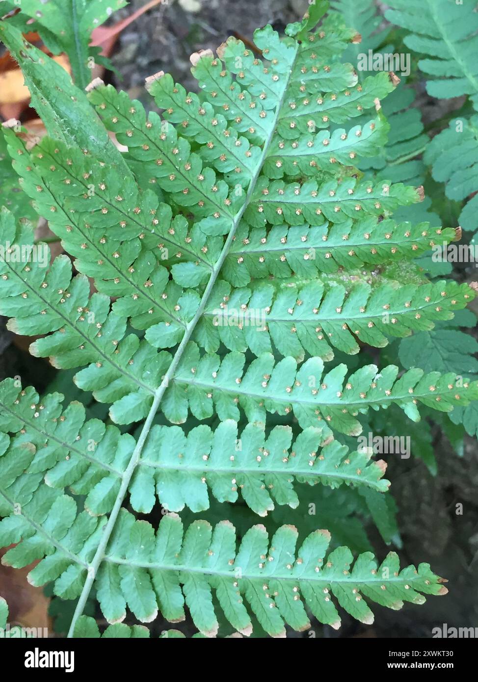 marginal wood fern (Dryopteris marginalis) Plantae Stock Photo - Alamy