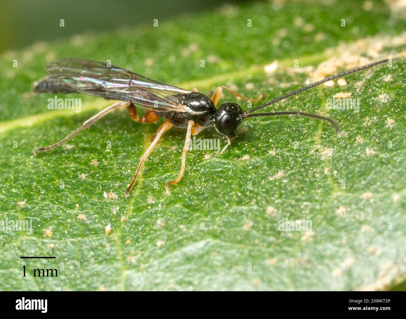 Ichneumonid Wasps (Ichneumonidae) Insecta Stock Photo - Alamy