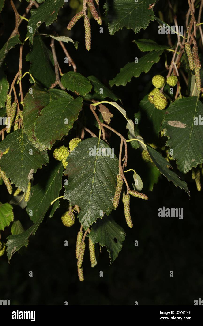 grey alder (Alnus incana) Plantae Stock Photo - Alamy