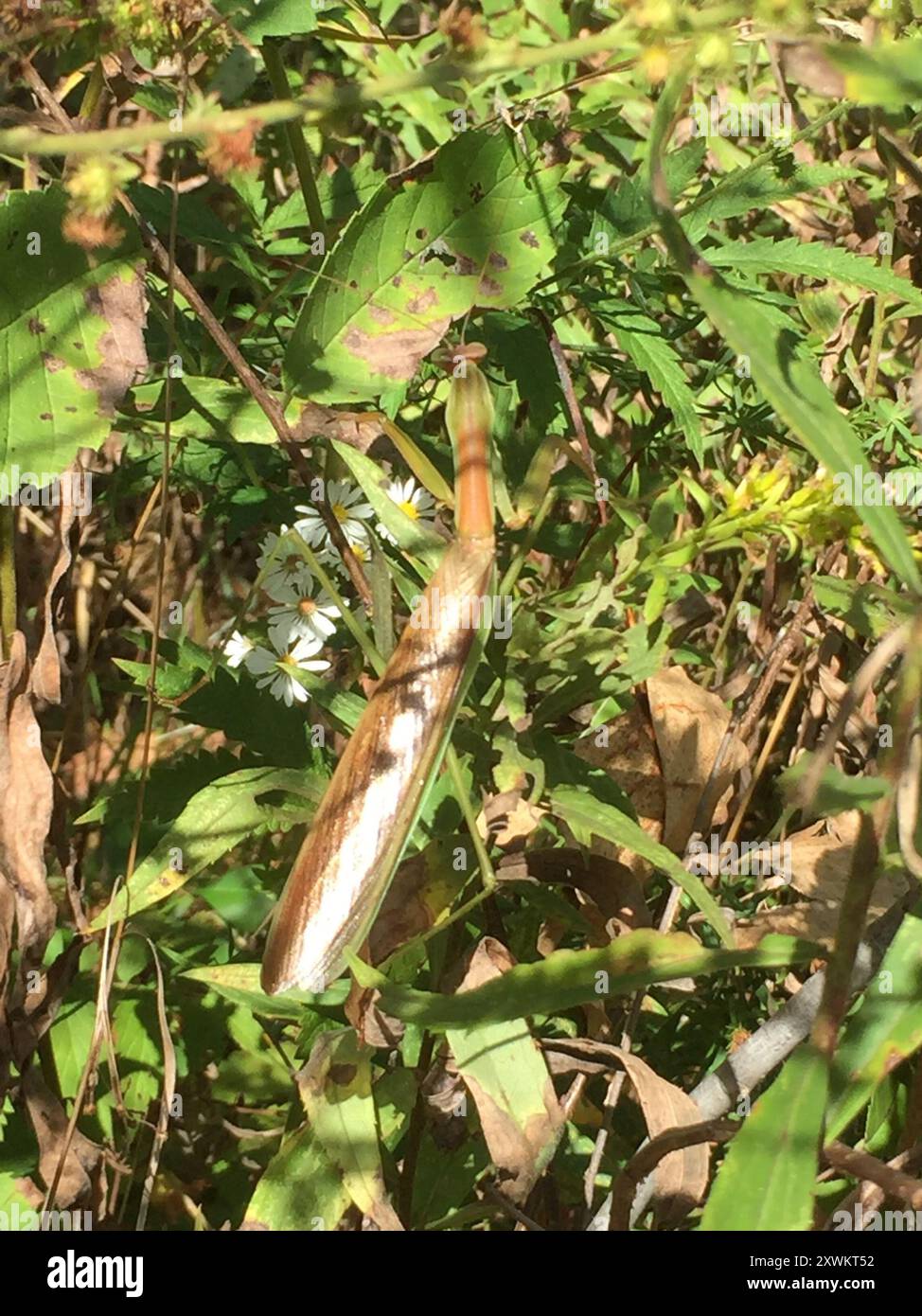 Chinese Mantis (Tenodera sinensis) Insecta Stock Photo - Alamy