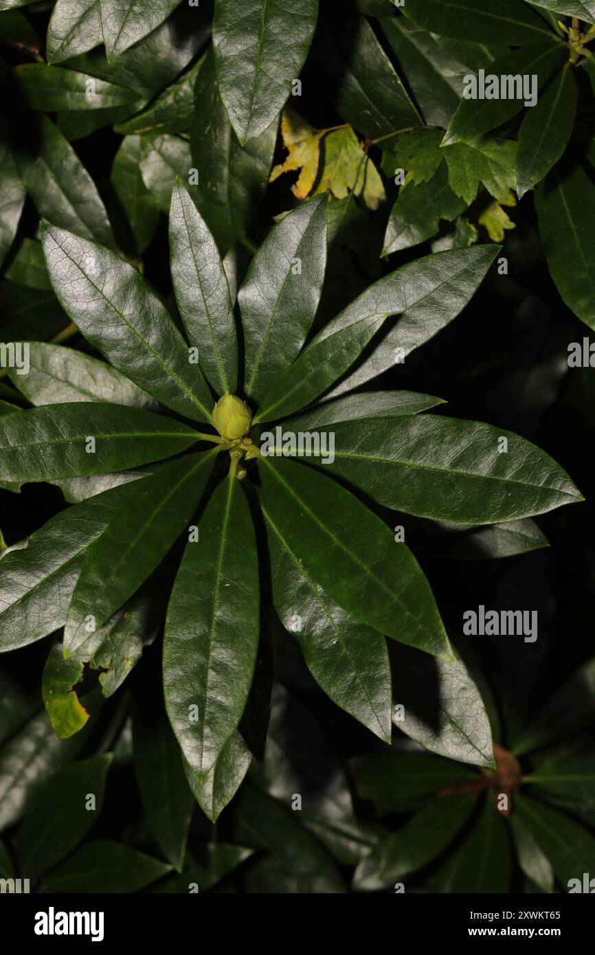 Common Rhododendron (Rhododendron ponticum) Plantae Stock Photo - Alamy