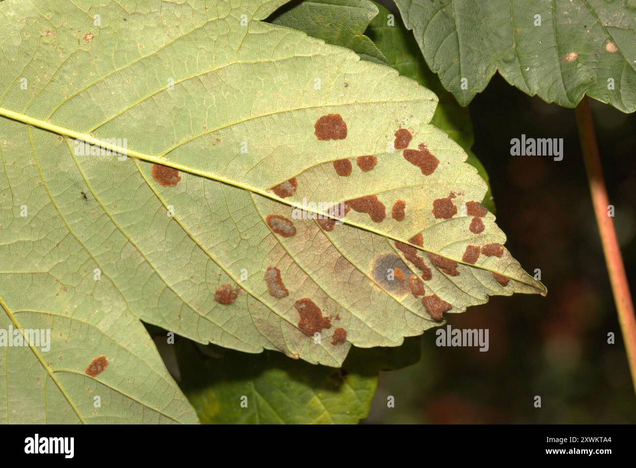 Sycamore Felt Gall Mite (Aceria pseudoplatani) Arachnida Stock Photo ...