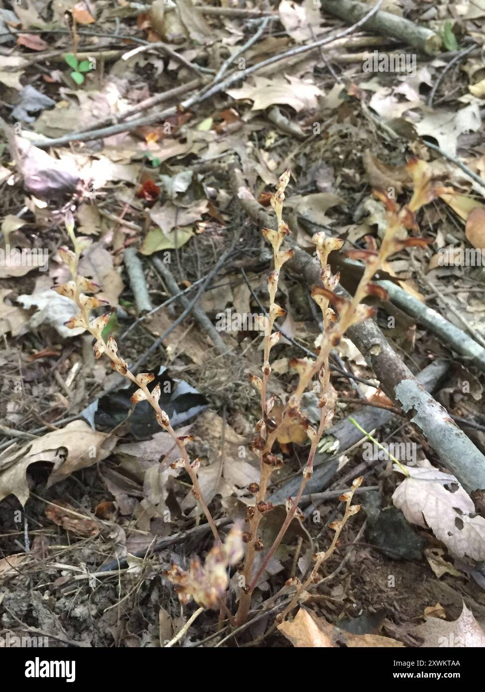 Beechdrops (Epifagus virginiana) Plantae Stock Photo - Alamy