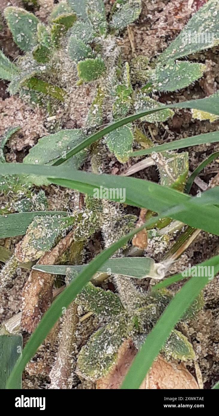 Capeworts (Phyllopodium) Plantae Stock Photo - Alamy