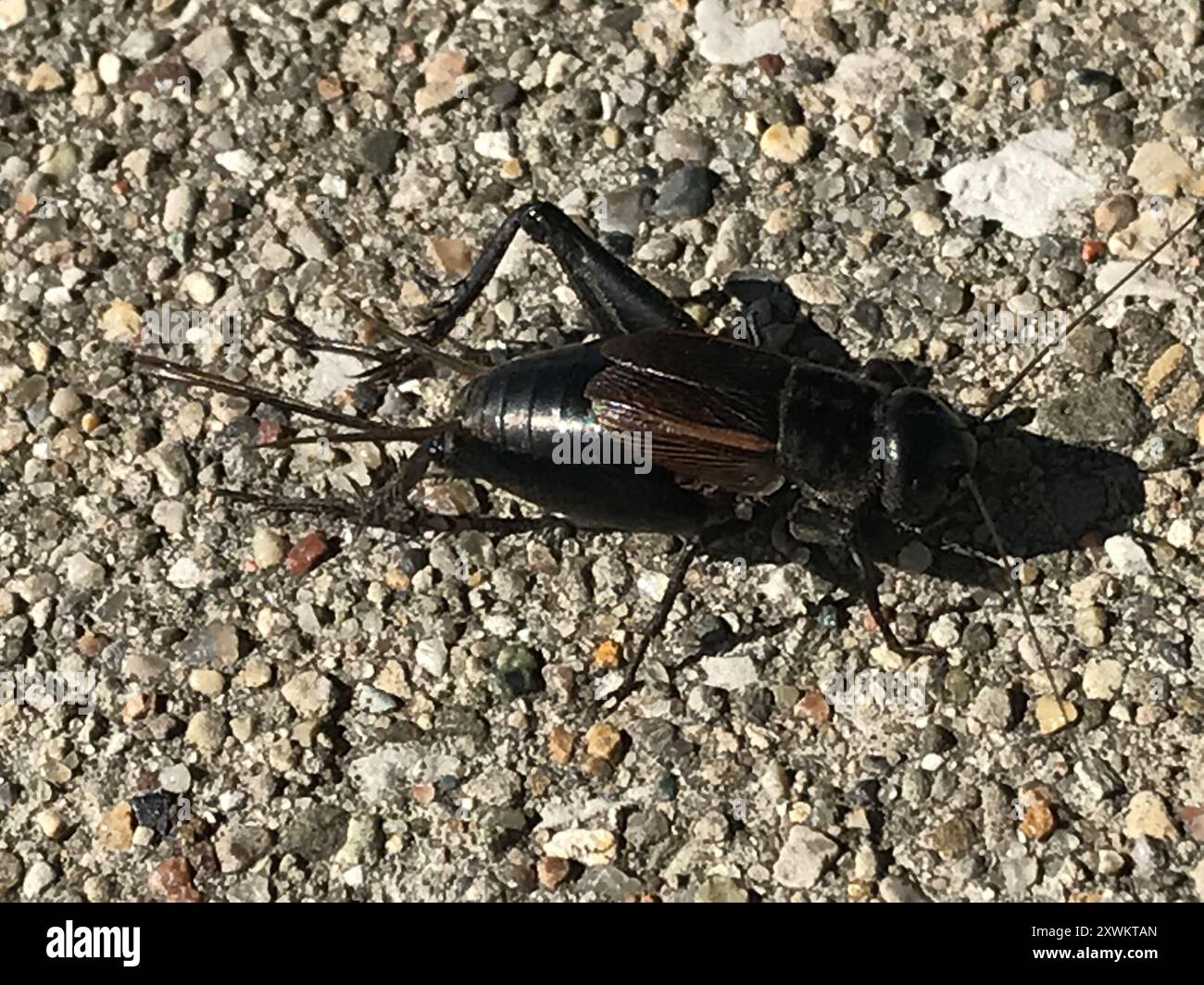 Field cricket gryllus pennsylvanicus hi-res stock photography and ...
