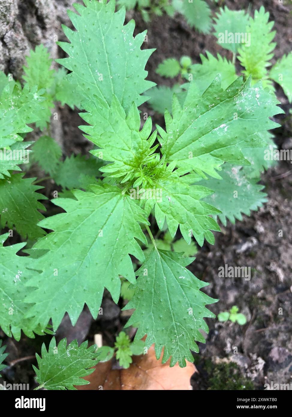 Dwarf Nettle (Urtica urens) Plantae Stock Photo - Alamy