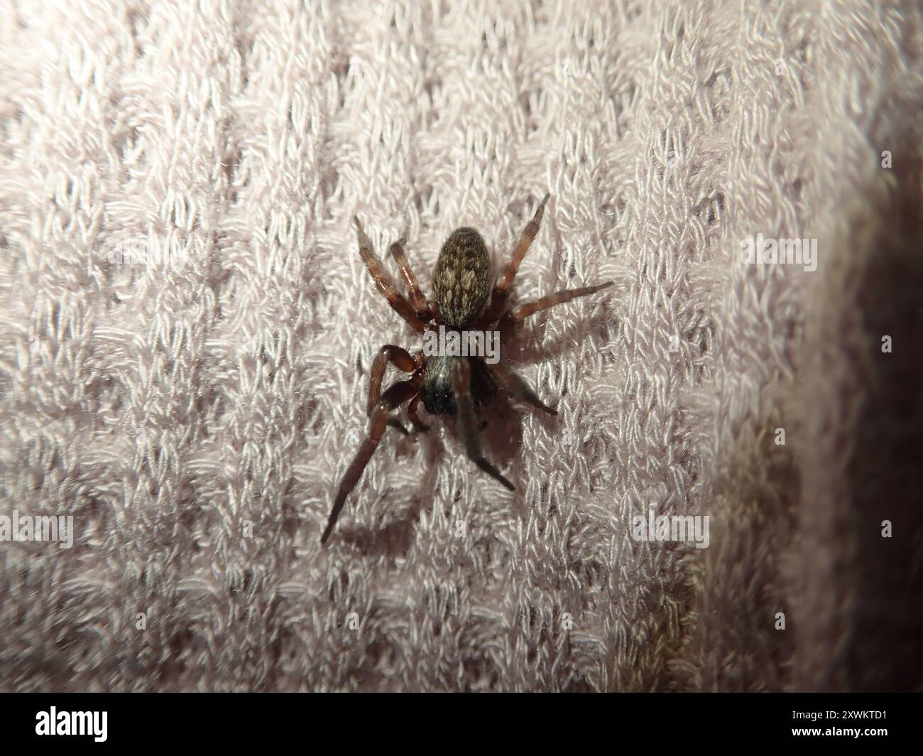 Badumna longinqua hi-res stock photography and images - Alamy
