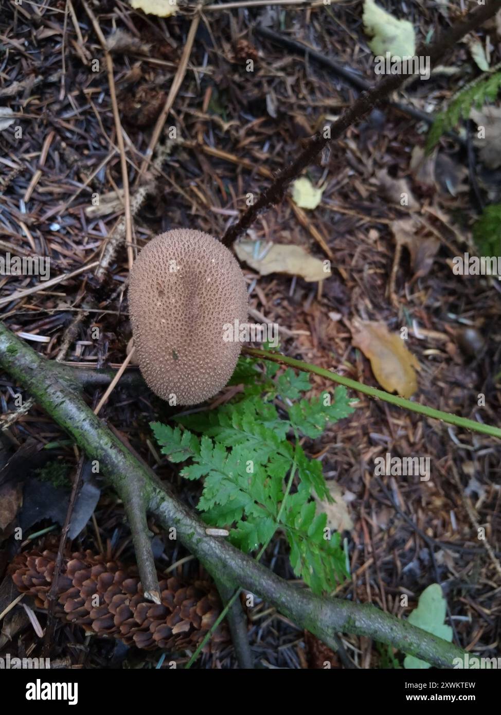 puffballs (Lycoperdaceae) Fungi Stock Photo - Alamy