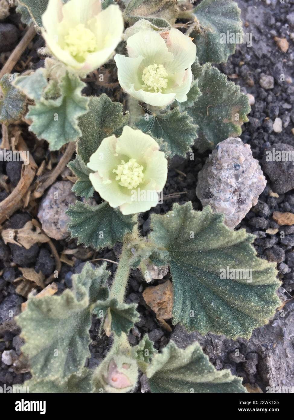 Alkali mallow malvella leprosa hi-res stock photography and images - Alamy