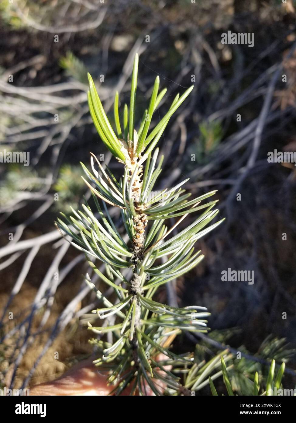 Parry pinyon (Pinus quadrifolia) Plantae Stock Photo - Alamy
