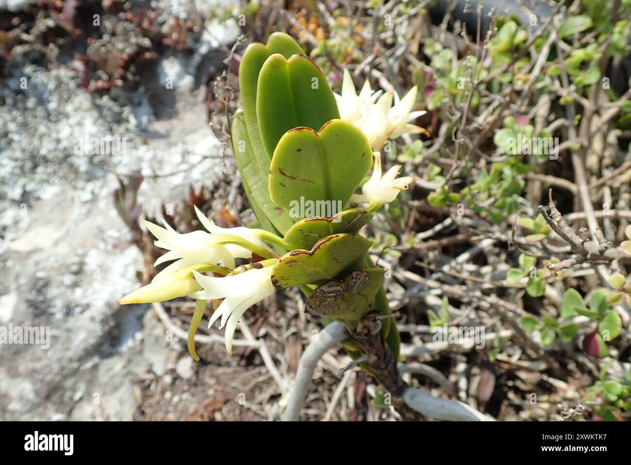 (Cyrtorchis arcuata arcuata) Plantae Stock Photo - Alamy