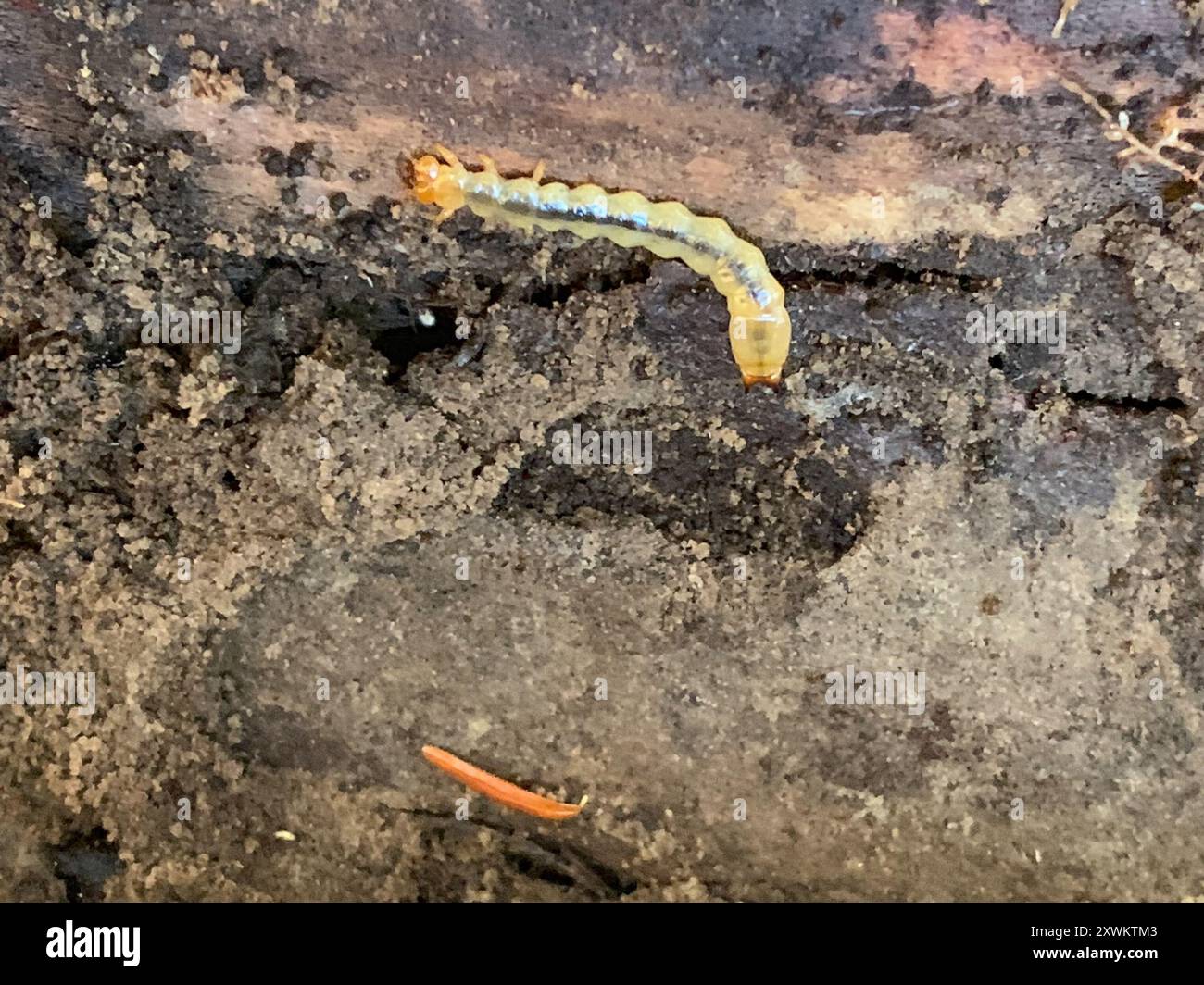 Canada Fire-colored Beetle (Dendroides canadensis) Insecta Stock Photo ...