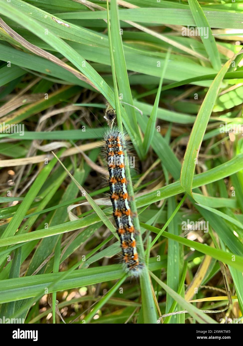 Marsh Dagger (Acronicta insularis) Insecta Stock Photo - Alamy