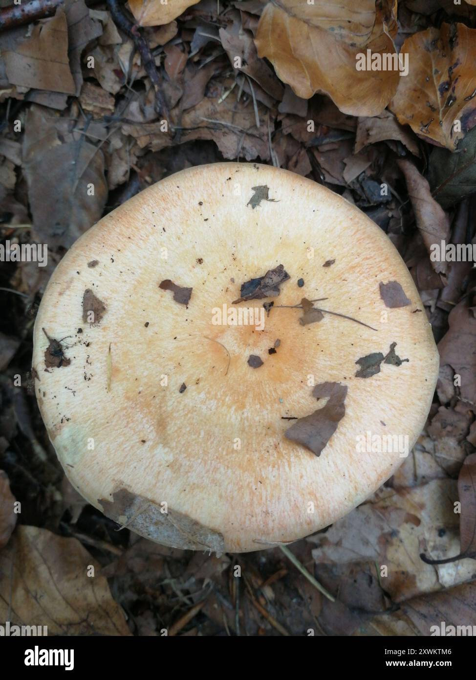 Salmon milkcap (Lactarius salmonicolor) Fungi Stock Photo - Alamy