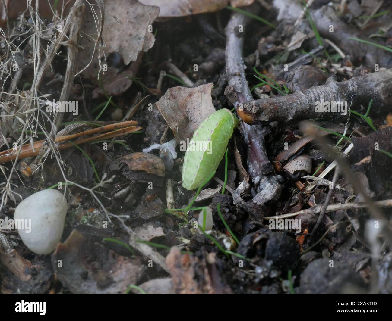Festoon (Apoda limacodes) Insecta Stock Photo - Alamy