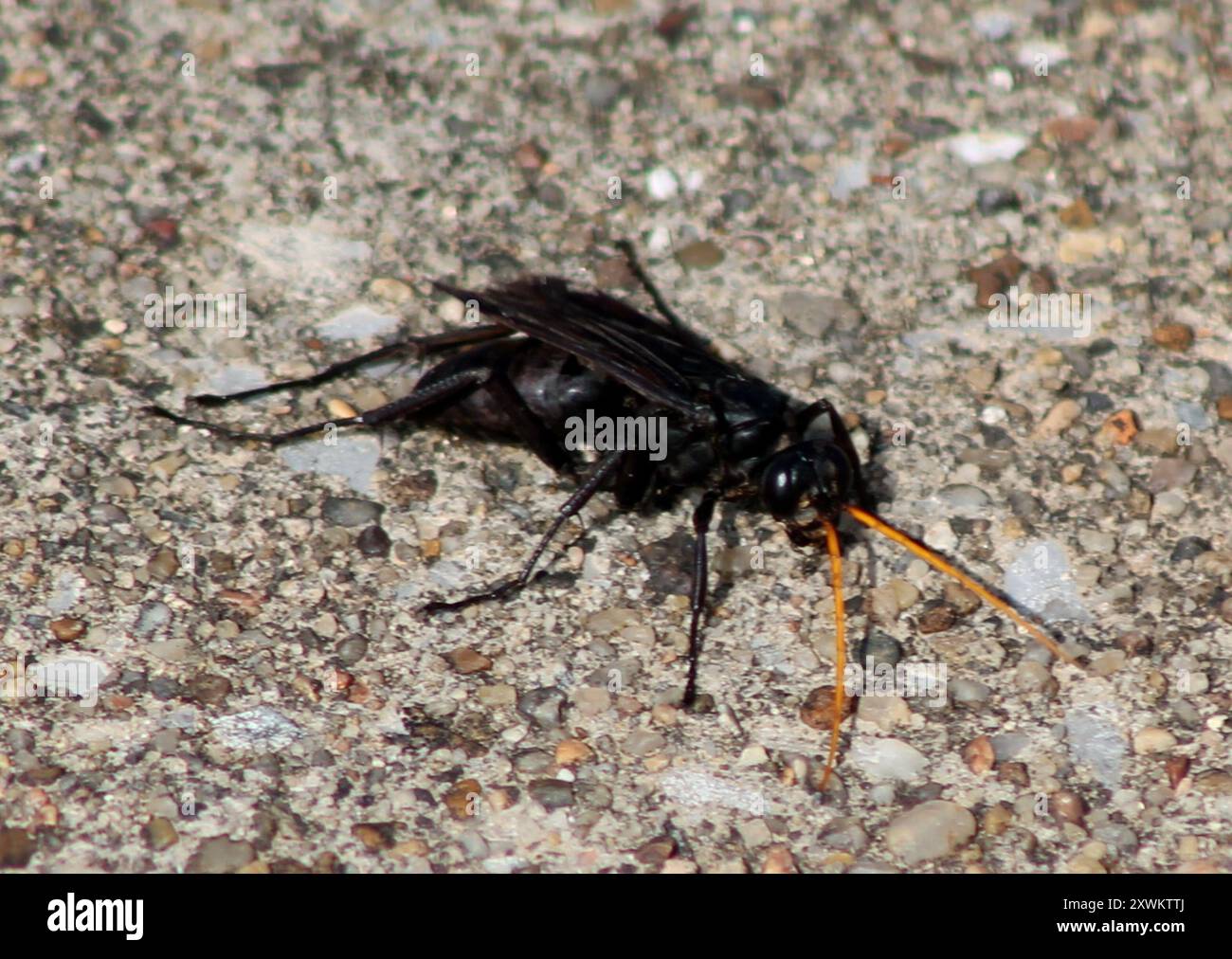 Tarantula-hawk Wasps and Allies (Pepsini) Insecta Stock Photo - Alamy