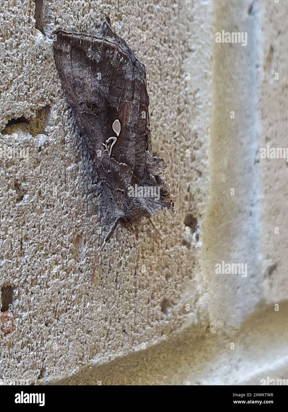 Common Looper Moth (Autographa precationis) Insecta Stock Photo - Alamy