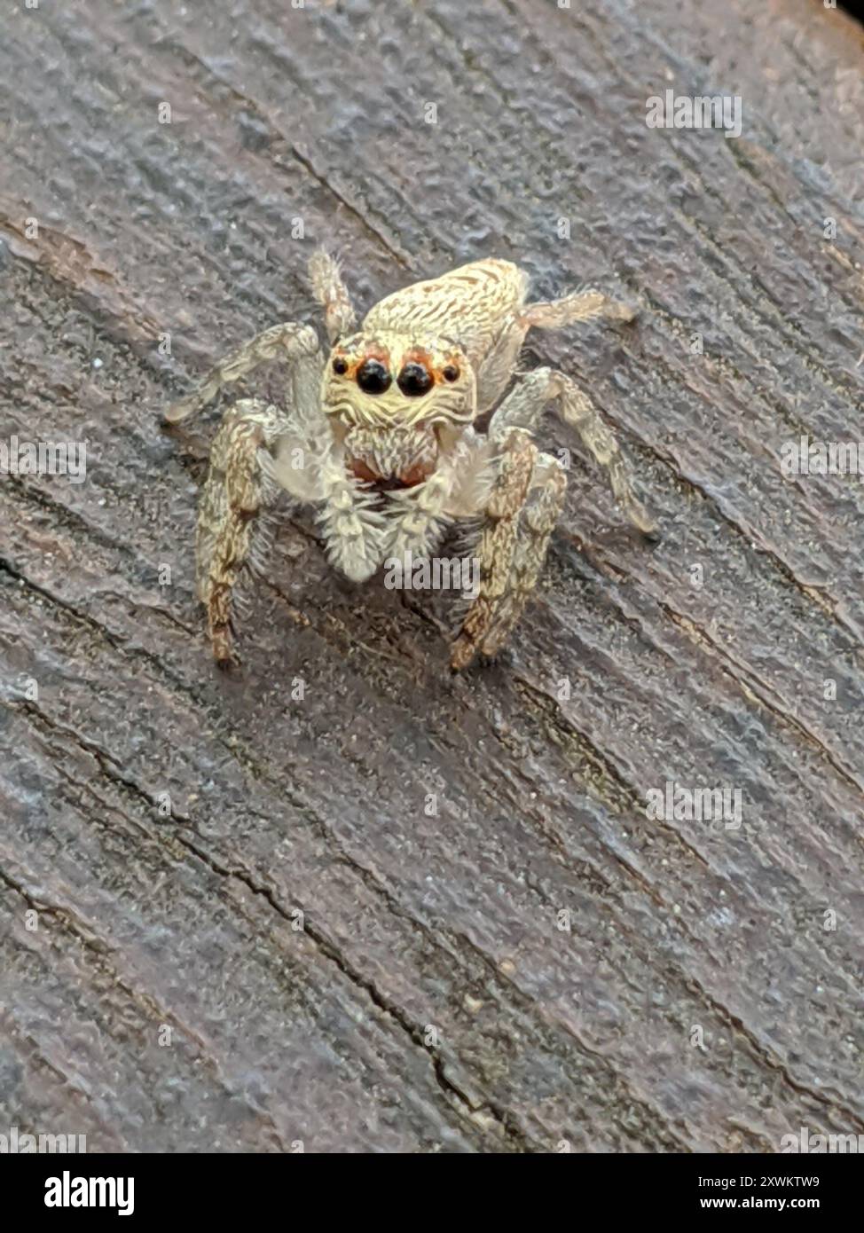 Garden Jumping Spiders (Opisthoncus) Arachnida Stock Photo - Alamy
