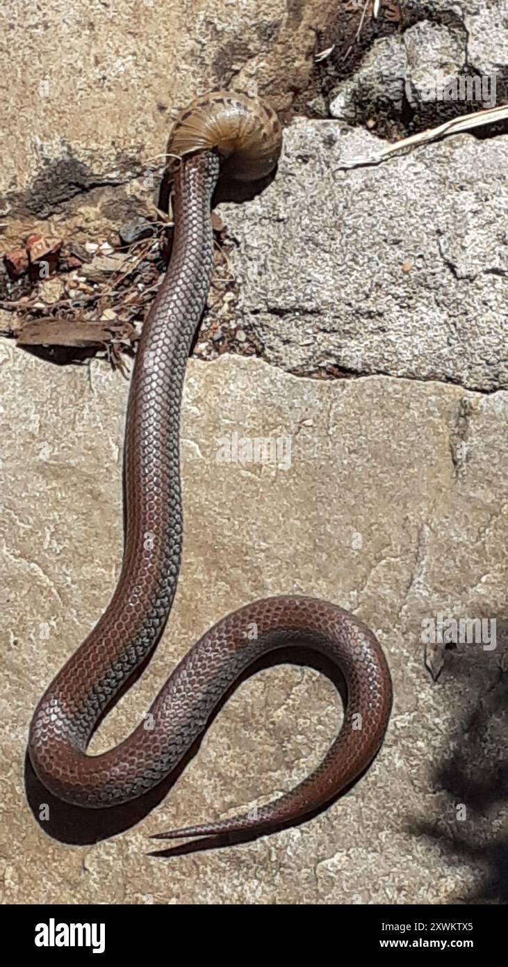 Common Slug-eater (Duberria lutrix) Reptilia Stock Photo - Alamy