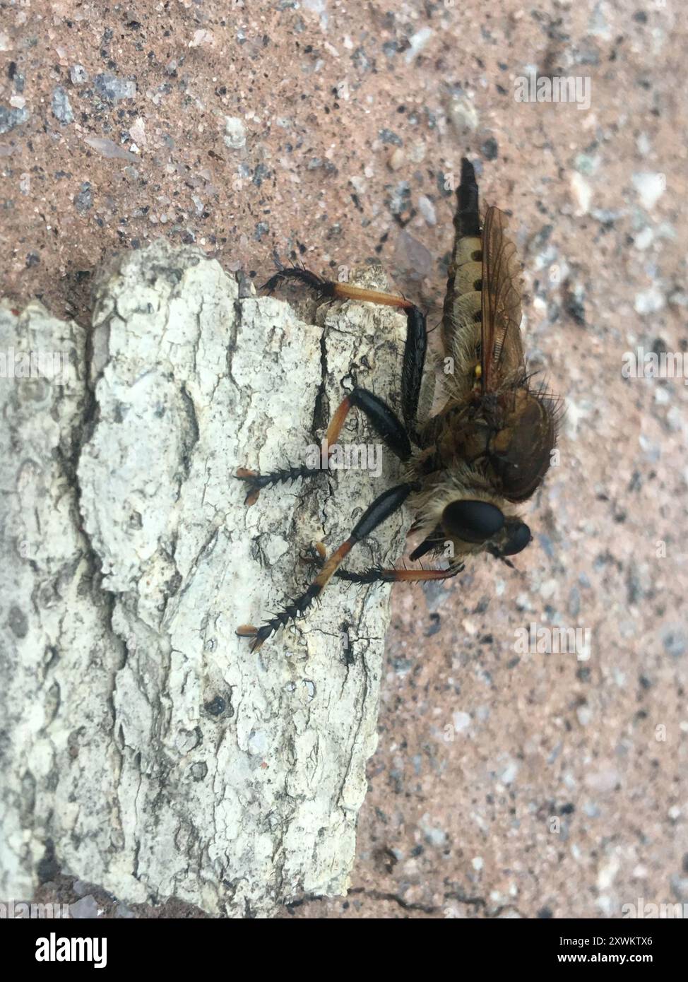 Red-footed Cannibal Fly (Promachus rufipes) Insecta Stock Photo - Alamy