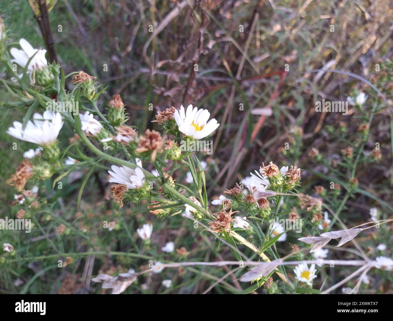 American asters (Symphyotrichum) Plantae Stock Photo - Alamy