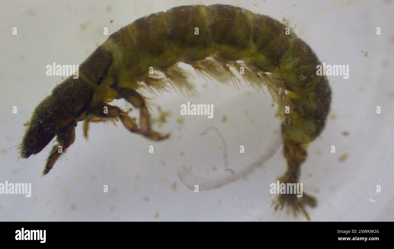 Net-spinning Caddisflies (Hydropsychidae) Insecta Stock Photo - Alamy