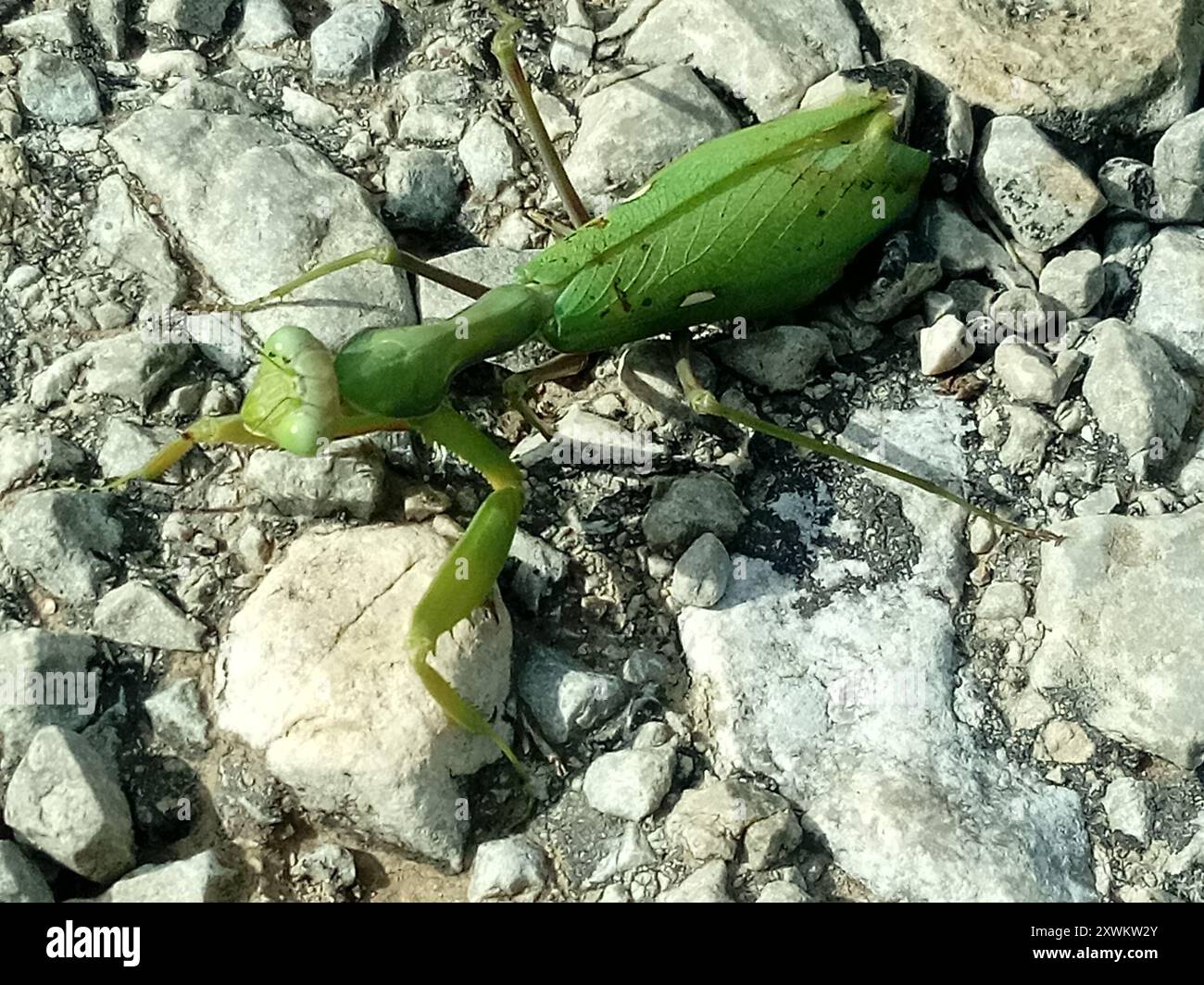 Giant African Mantis (Sphodromantis viridis) Insecta Stock Photo - Alamy