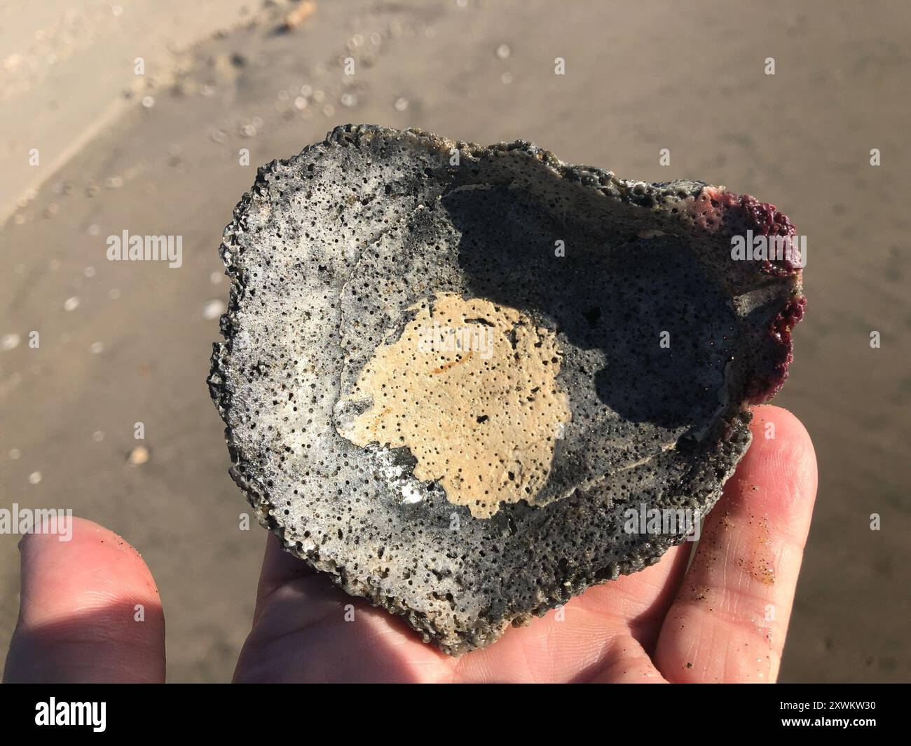 Giant Rock Scallop (Crassadoma gigantea) Mollusca Stock Photo - Alamy