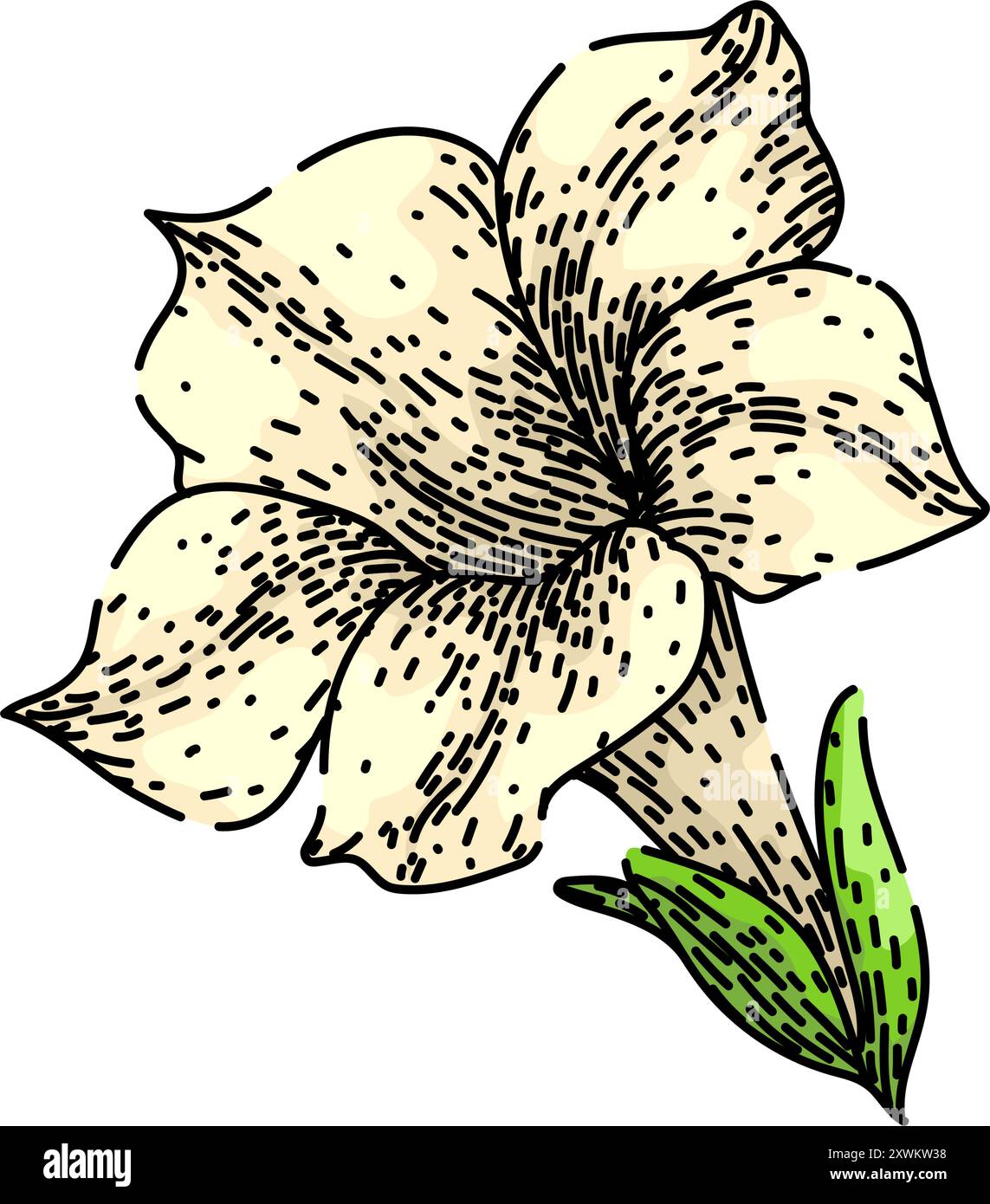 annuals petunia sketch hand drawn vector Stock Vector Image & Art - Alamy