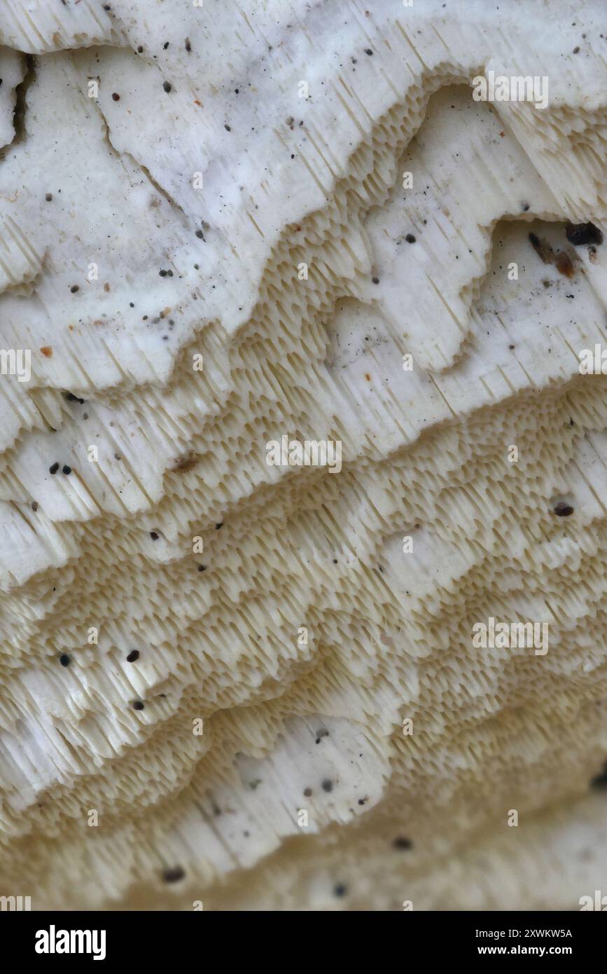 yellow porecrust (Amyloporia xantha) Fungi Stock Photo - Alamy