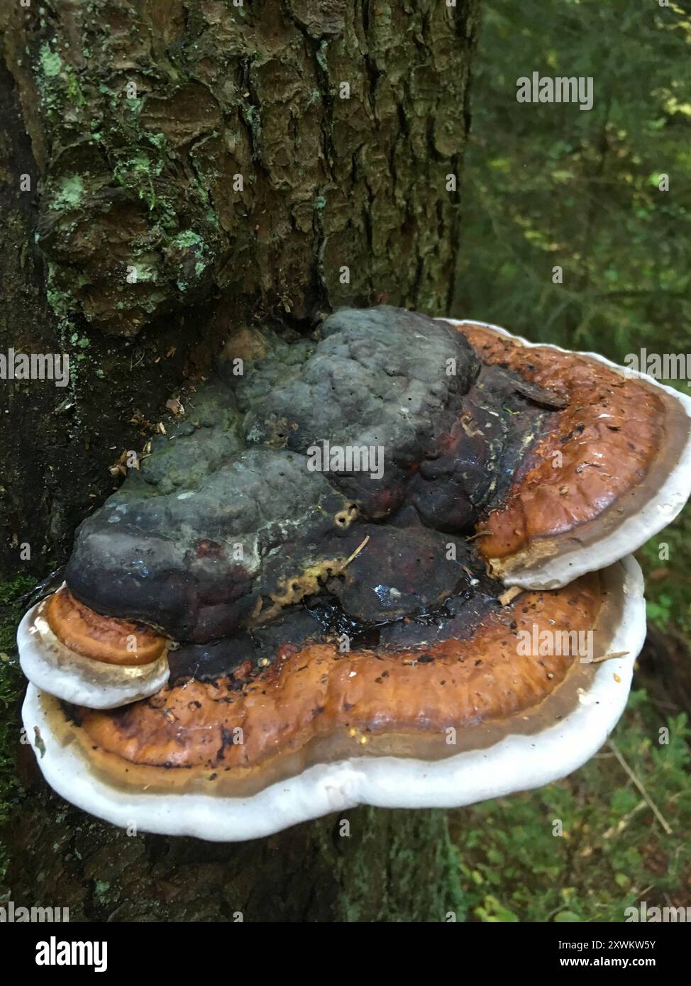 artist's bracket (Ganoderma applanatum) Fungi Stock Photo - Alamy