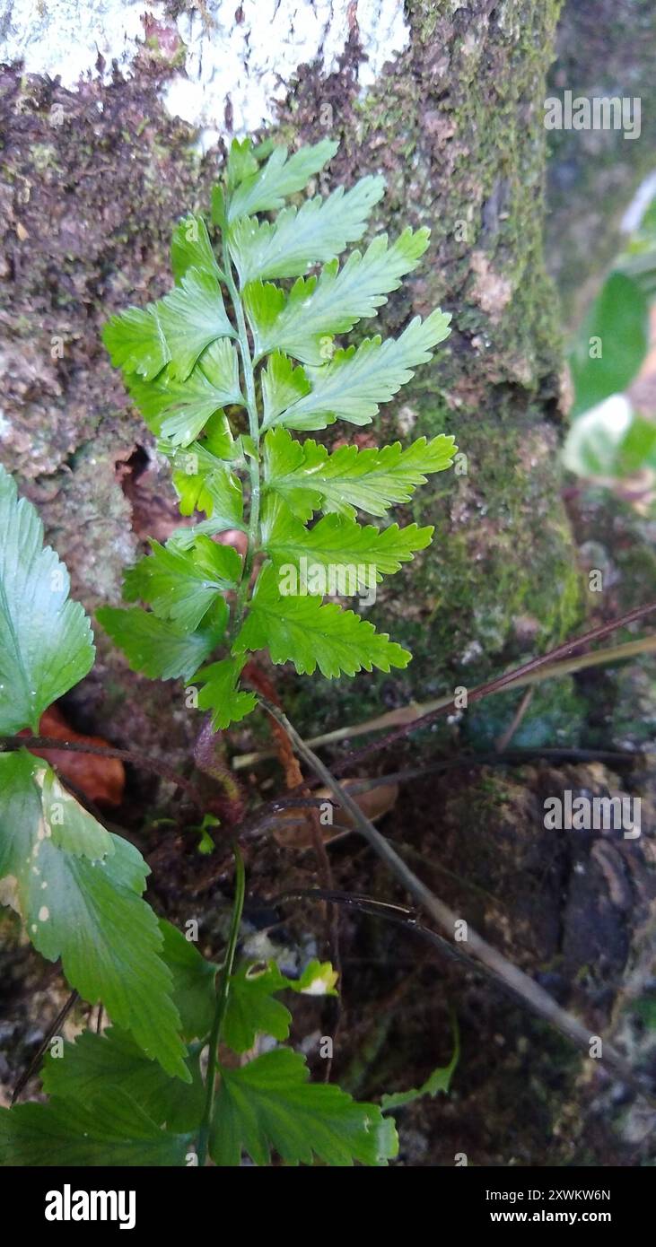 Mare's Tail Fern (Asplenium polyodon) Plantae Stock Photo - Alamy