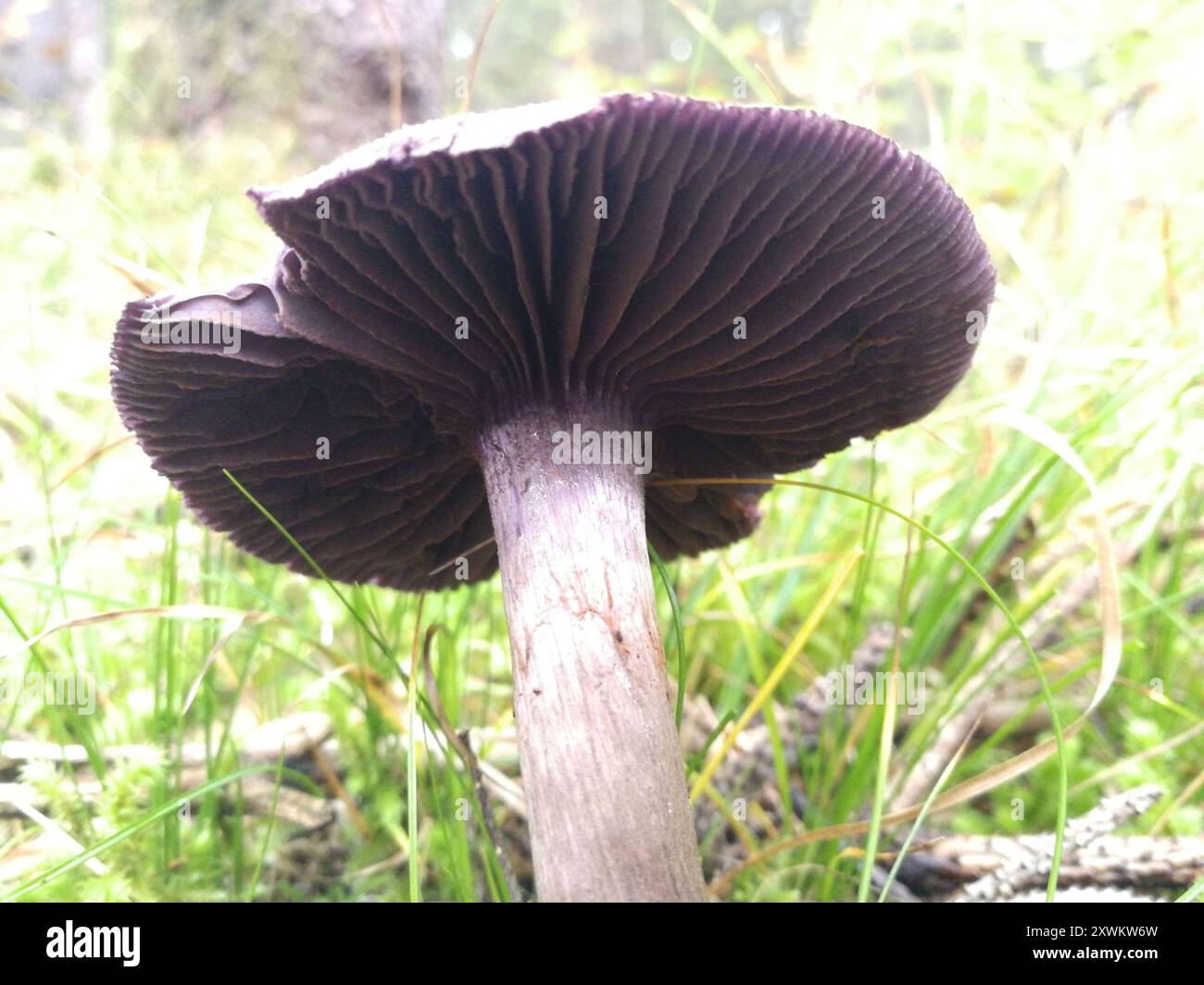 violet webcap (Cortinarius violaceus) Fungi Stock Photo - Alamy